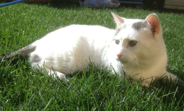 Osiris – Cat Guardians