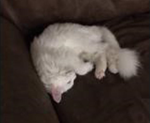 Neiman – Cat Guardians