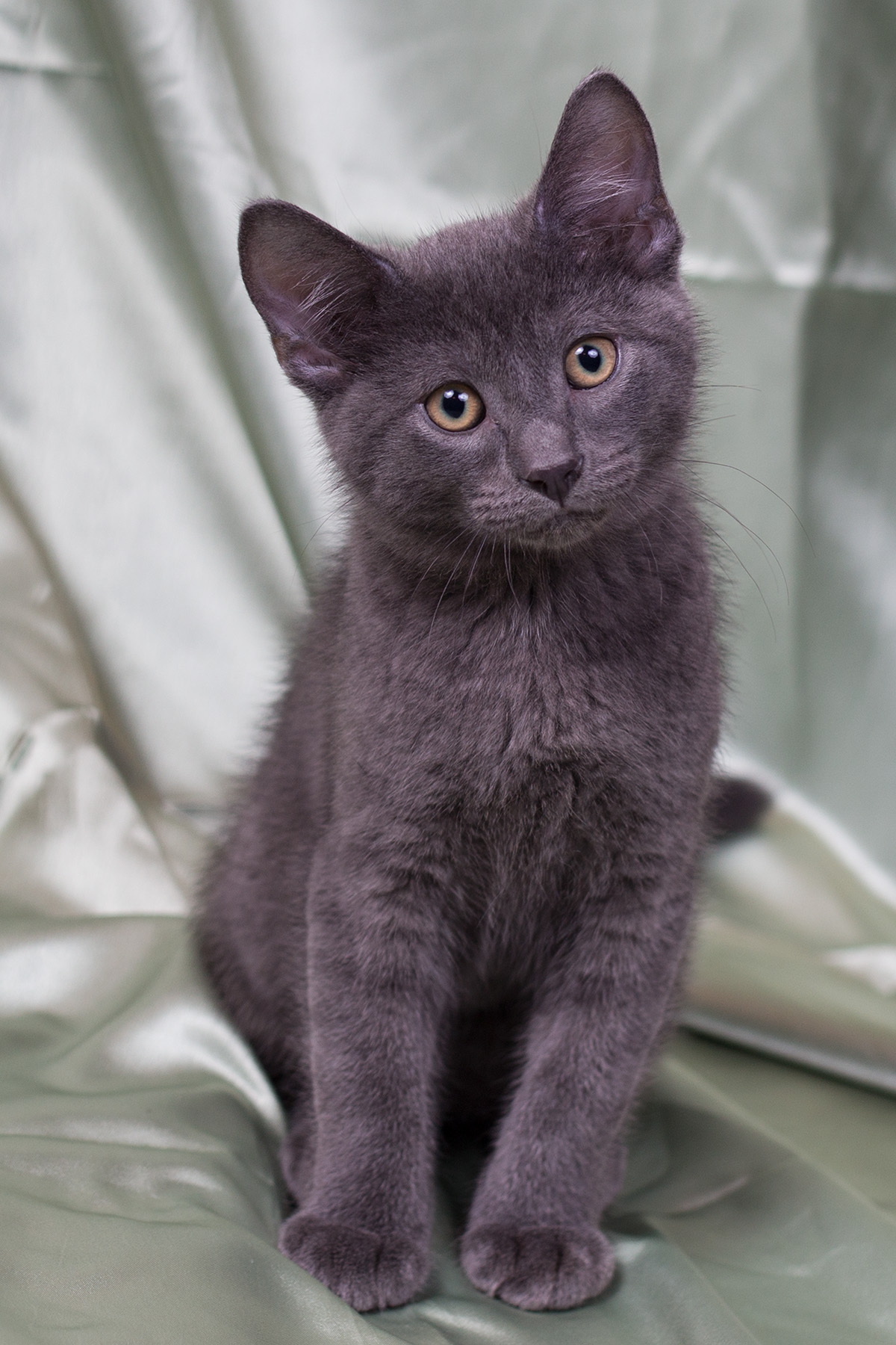 Frappuccino – Cat Guardians