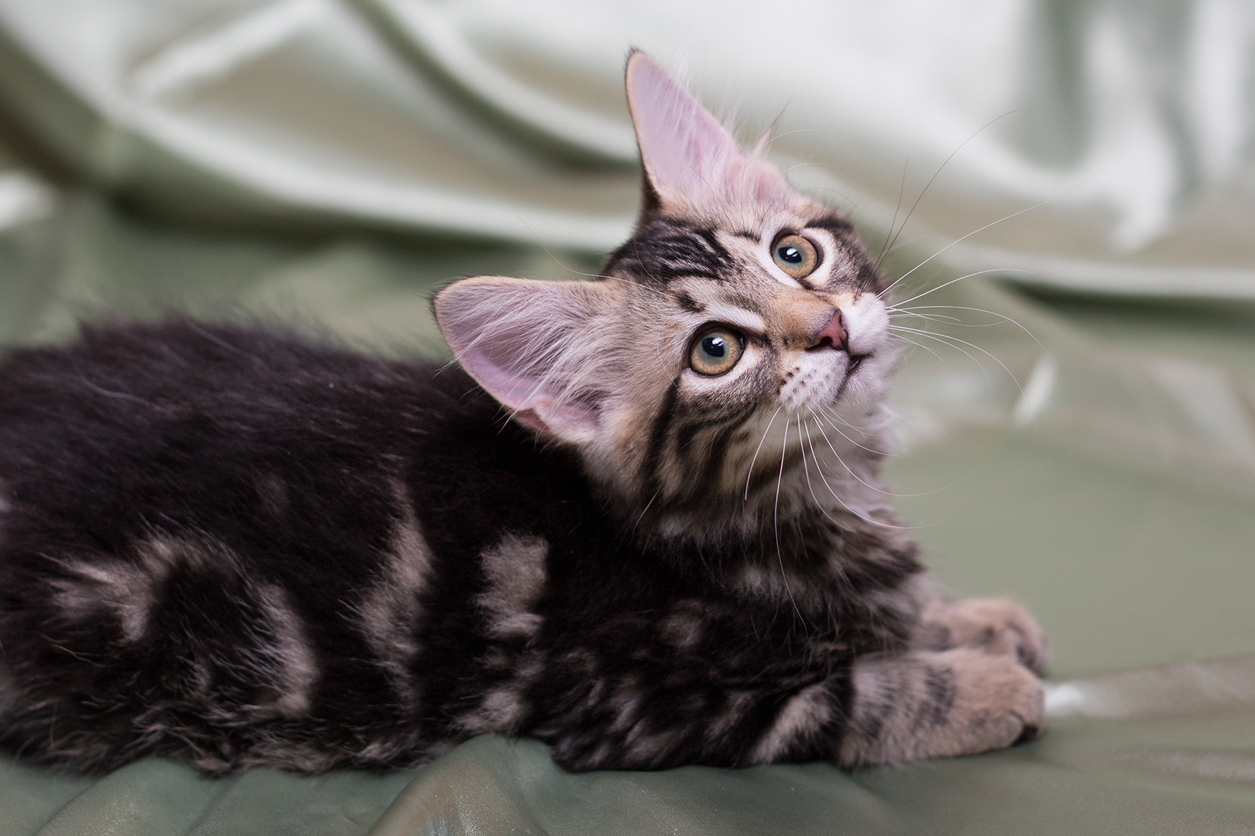 Mocha – Cat Guardians