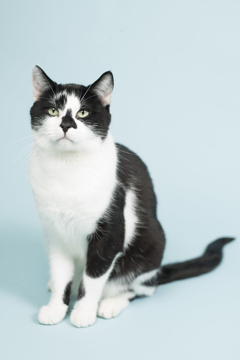 Garth Brooks – Cat Guardians