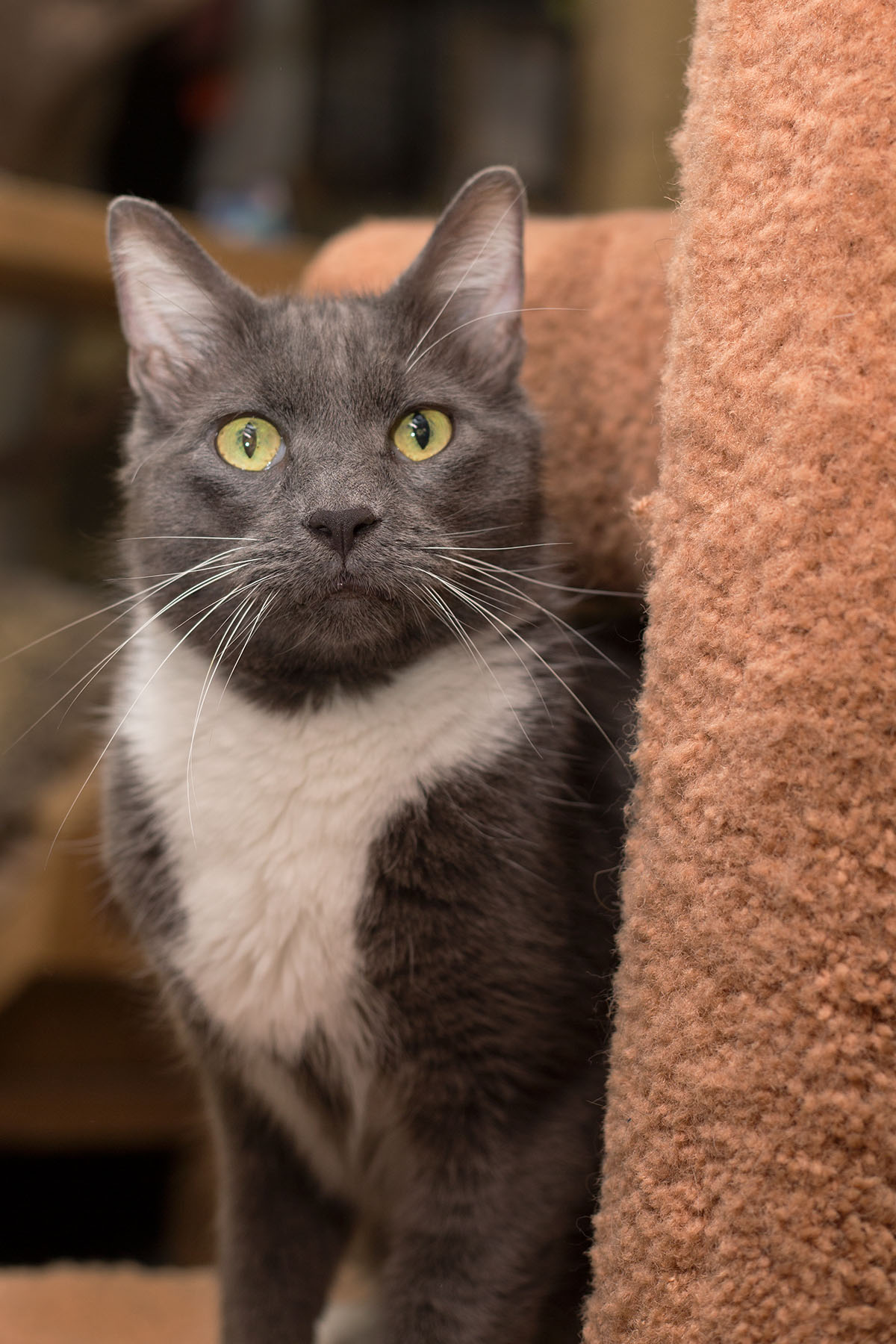 Pooters – Cat Guardians