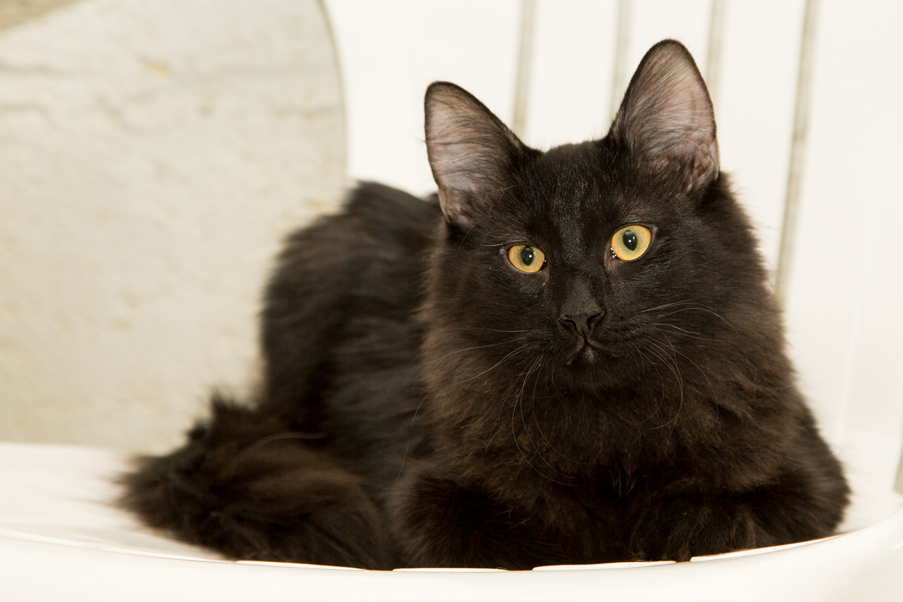 Macchiato – Cat Guardians