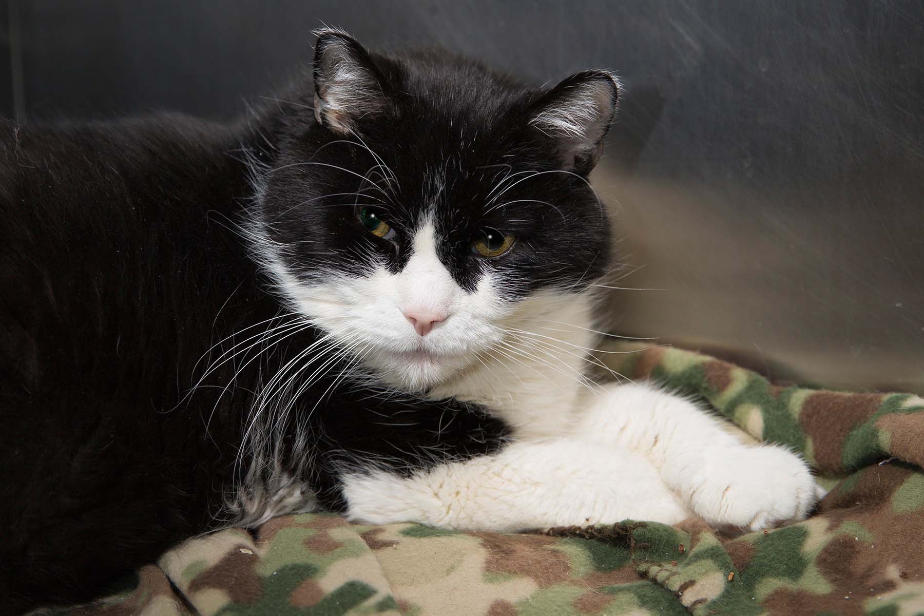 Boo – Cat Guardians