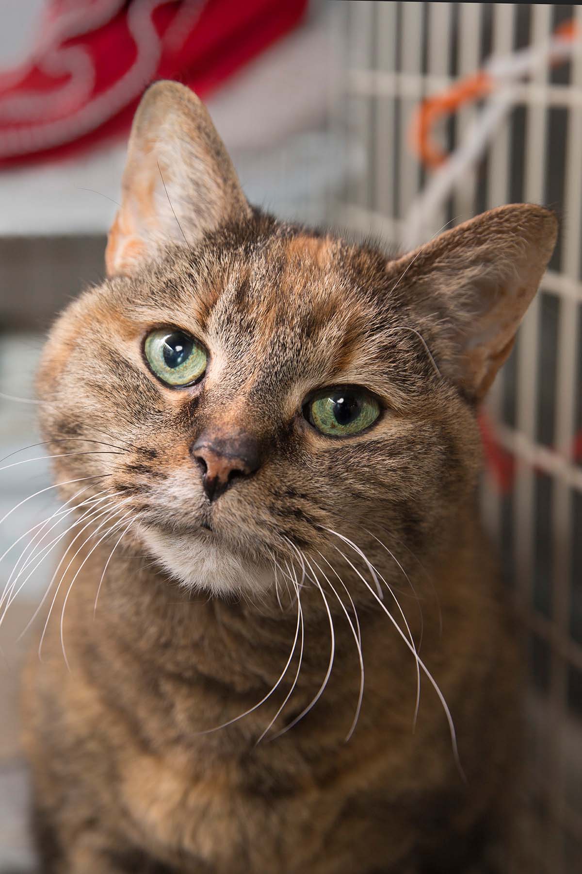 Adele – Cat Guardians