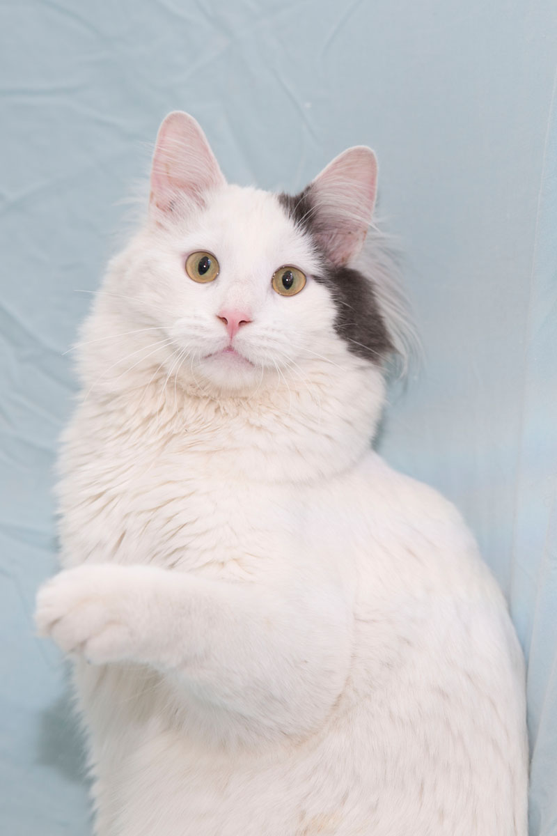 Gavin – Cat Guardians