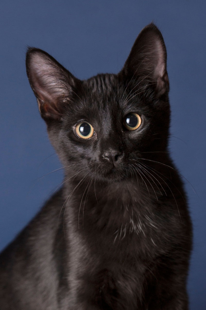 Selwyn – Cat Guardians