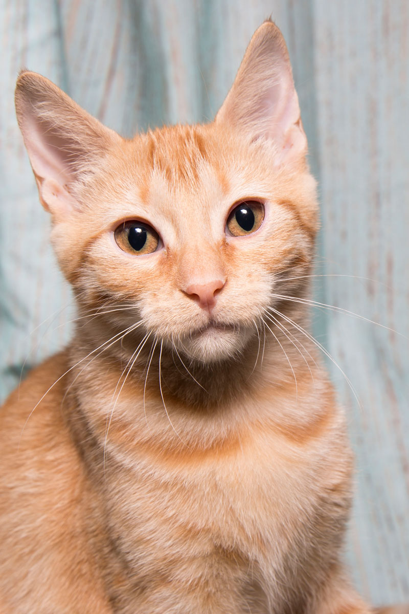 BabyGroot – Cat Guardians