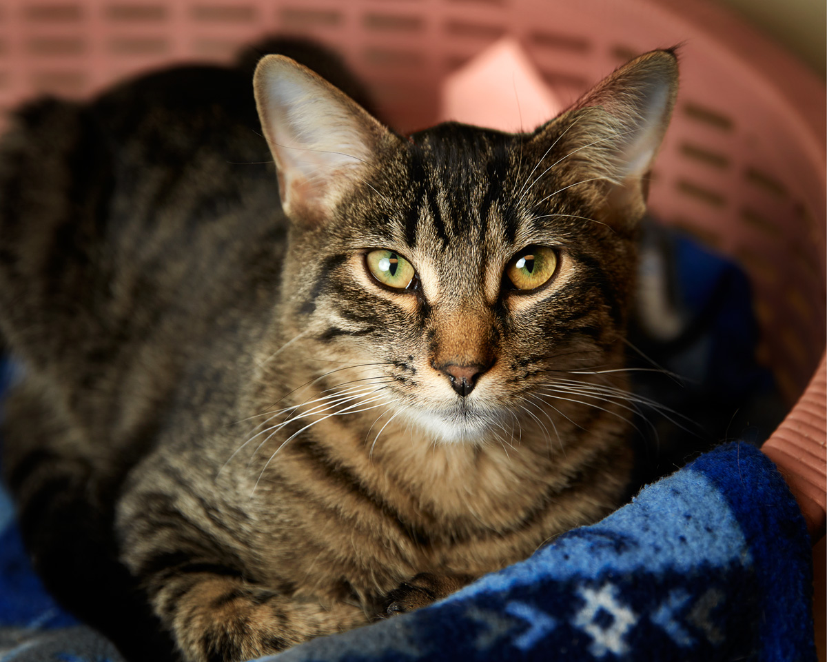 Boppity – Cat Guardians