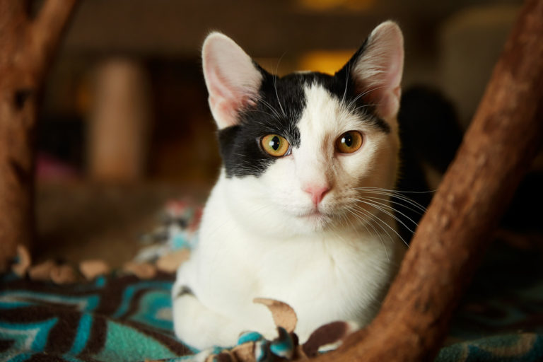 Migo – Cat Guardians