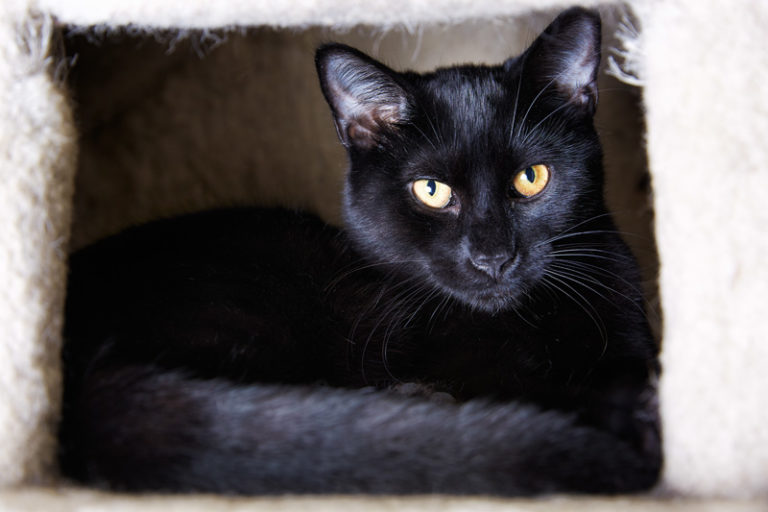 Tony Stark – Cat Guardians