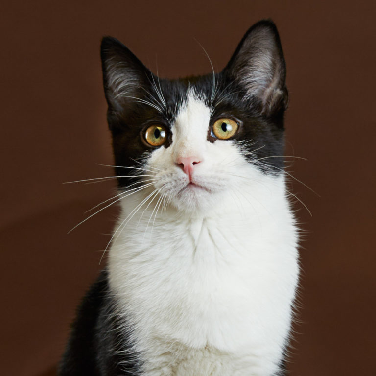 Duncan – Cat Guardians