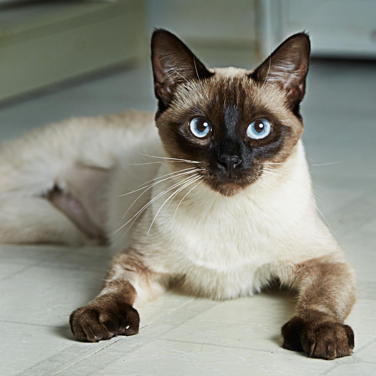 Boe – Cat Guardians