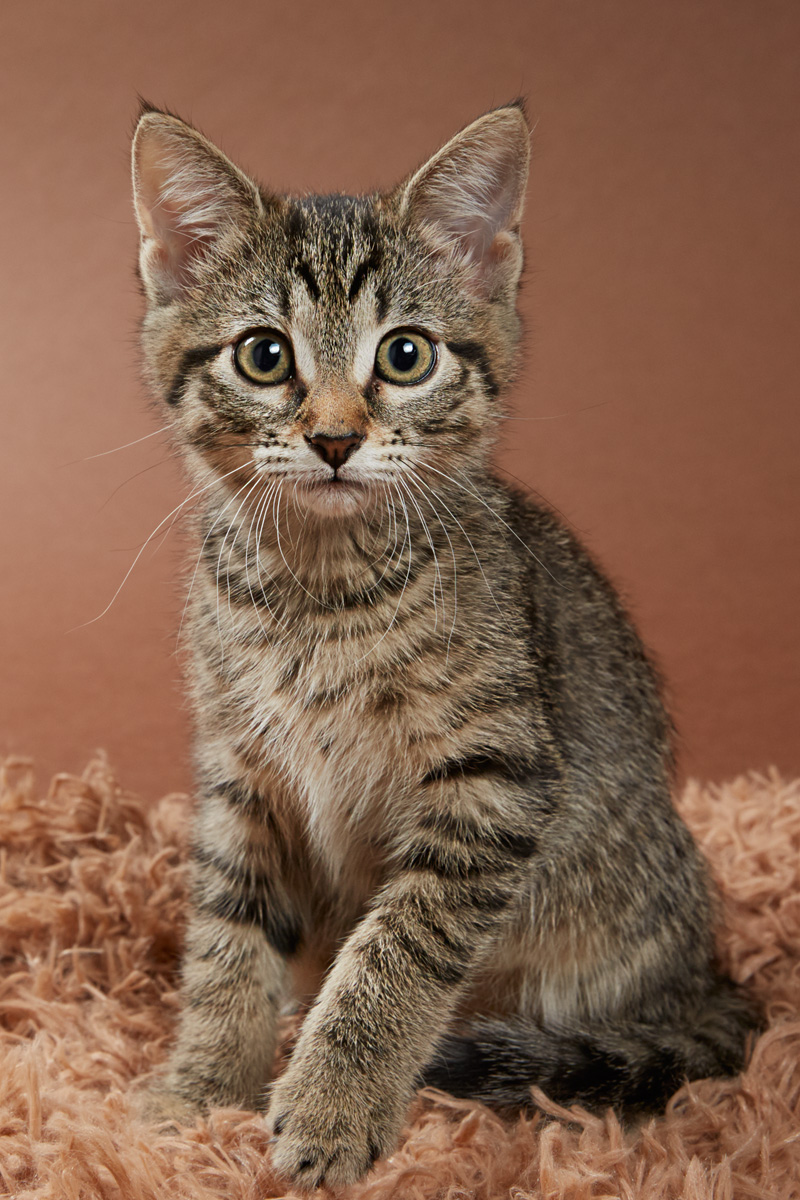 Merida – Cat Guardians