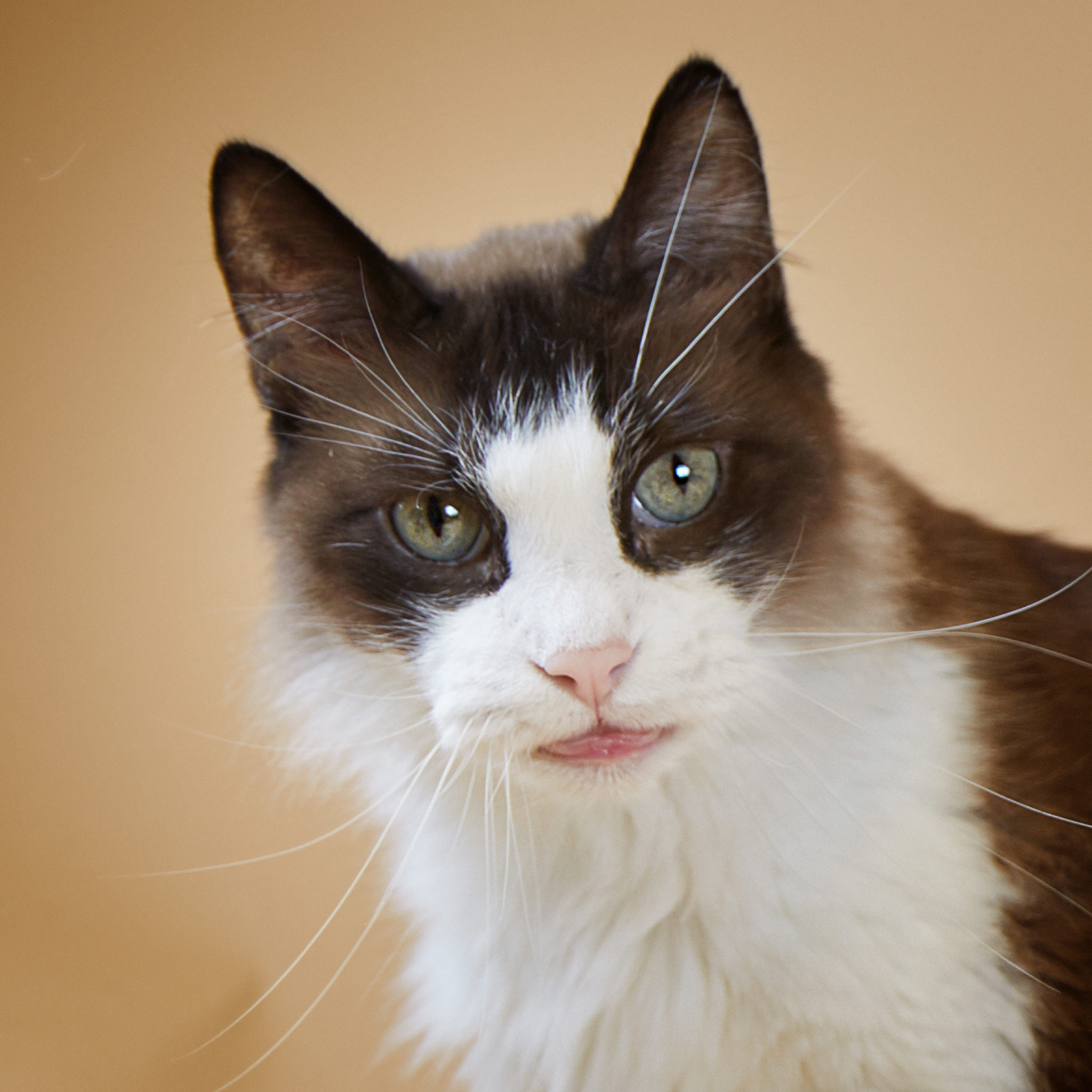 Racoon – Cat Guardians