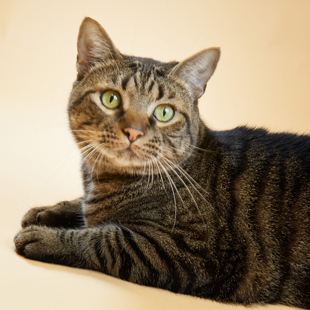 Mozart – Cat Guardians