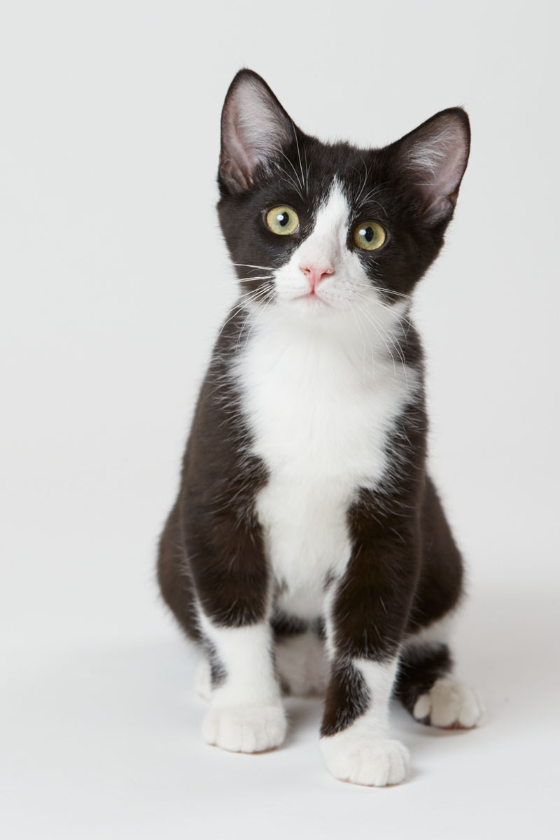 Beverly – Cat Guardians