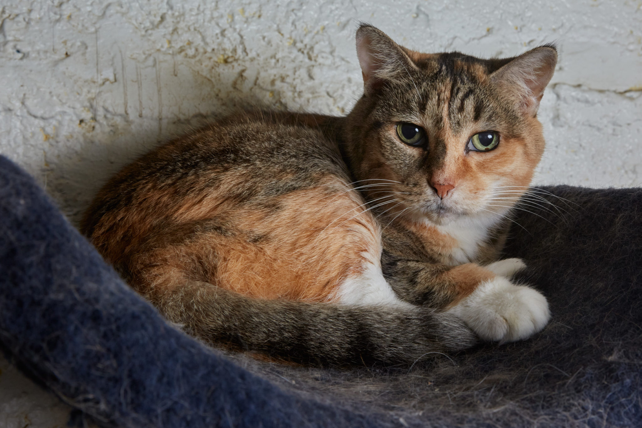 Helen – Cat Guardians