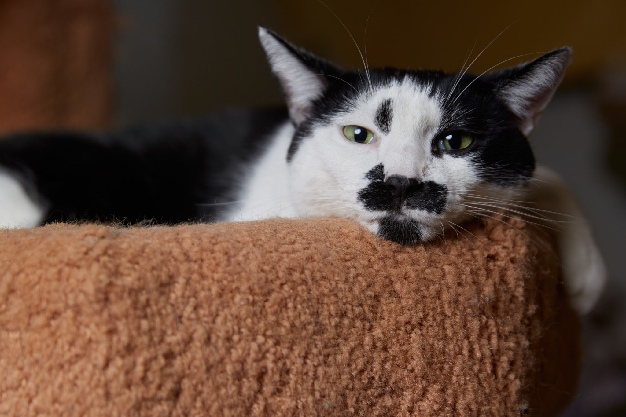 Luigi – Cat Guardians