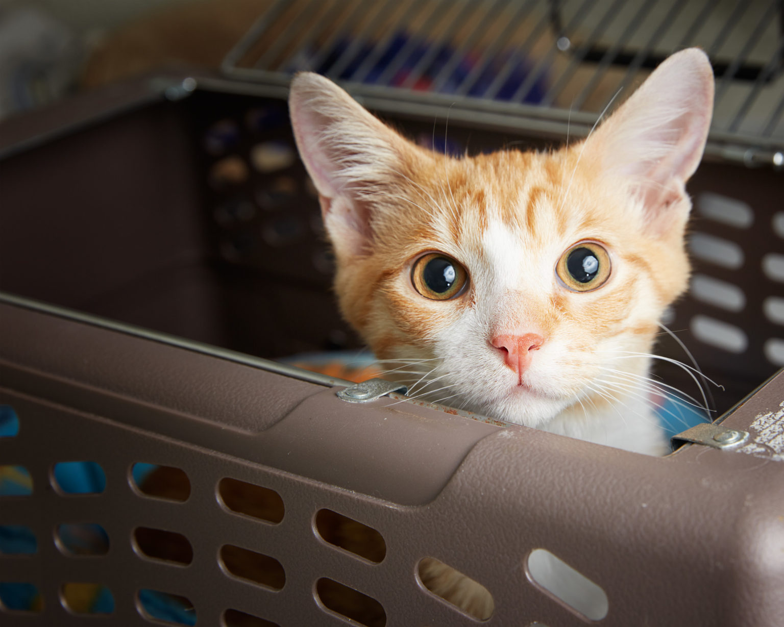 Cappy – Cat Guardians