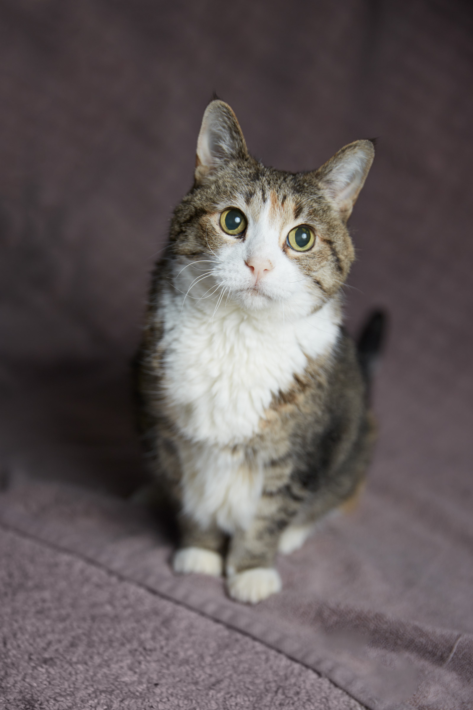 Lizzy – Cat Guardians