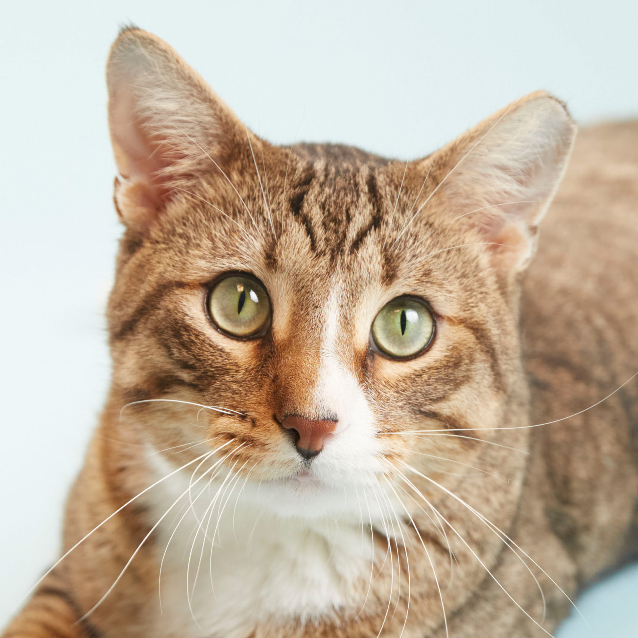 Tiger Lou – Cat Guardians
