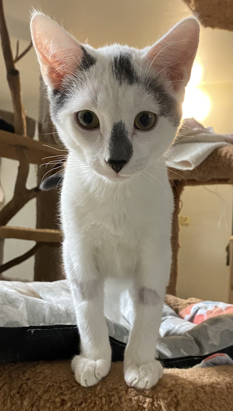 Quatro (Natasha’s Kittens) – Cat Guardians