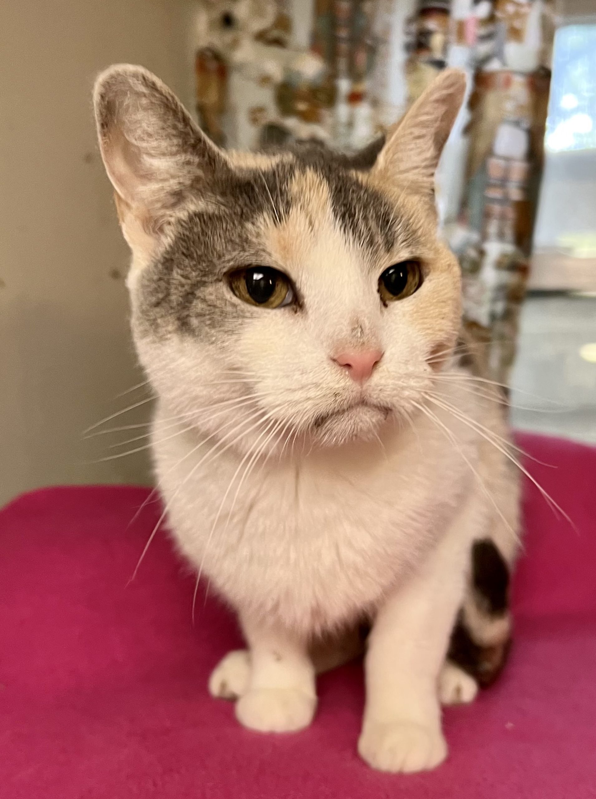 Aggie – Cat Guardians