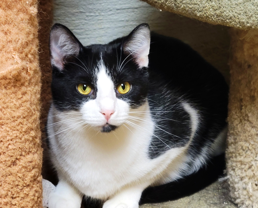 Archie – Cat Guardians