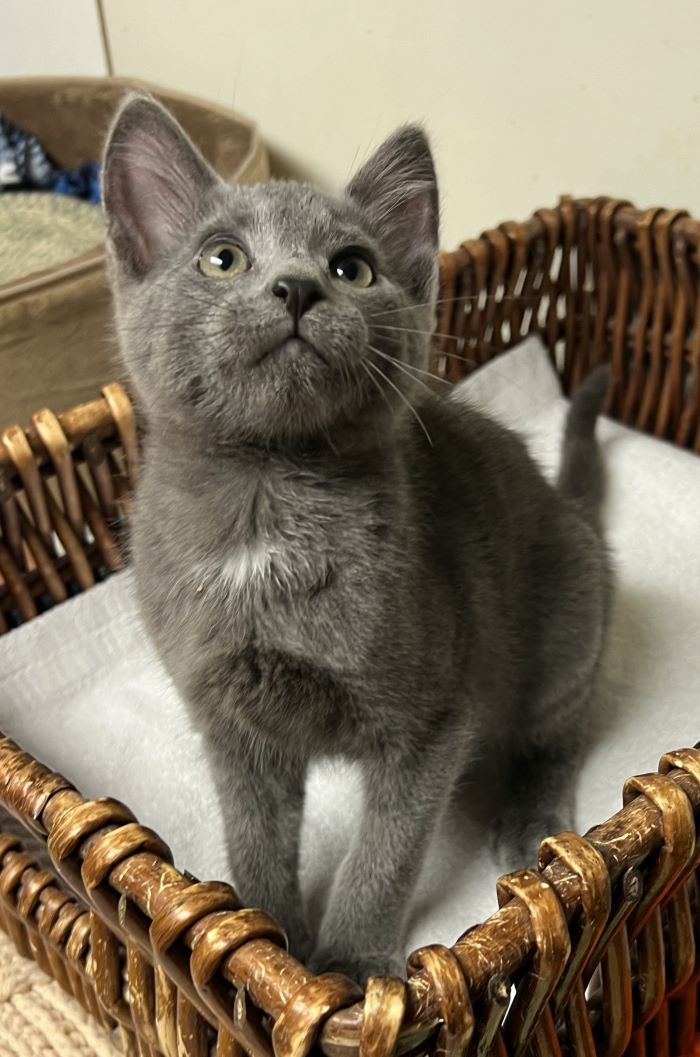 Duke – Cat Guardians