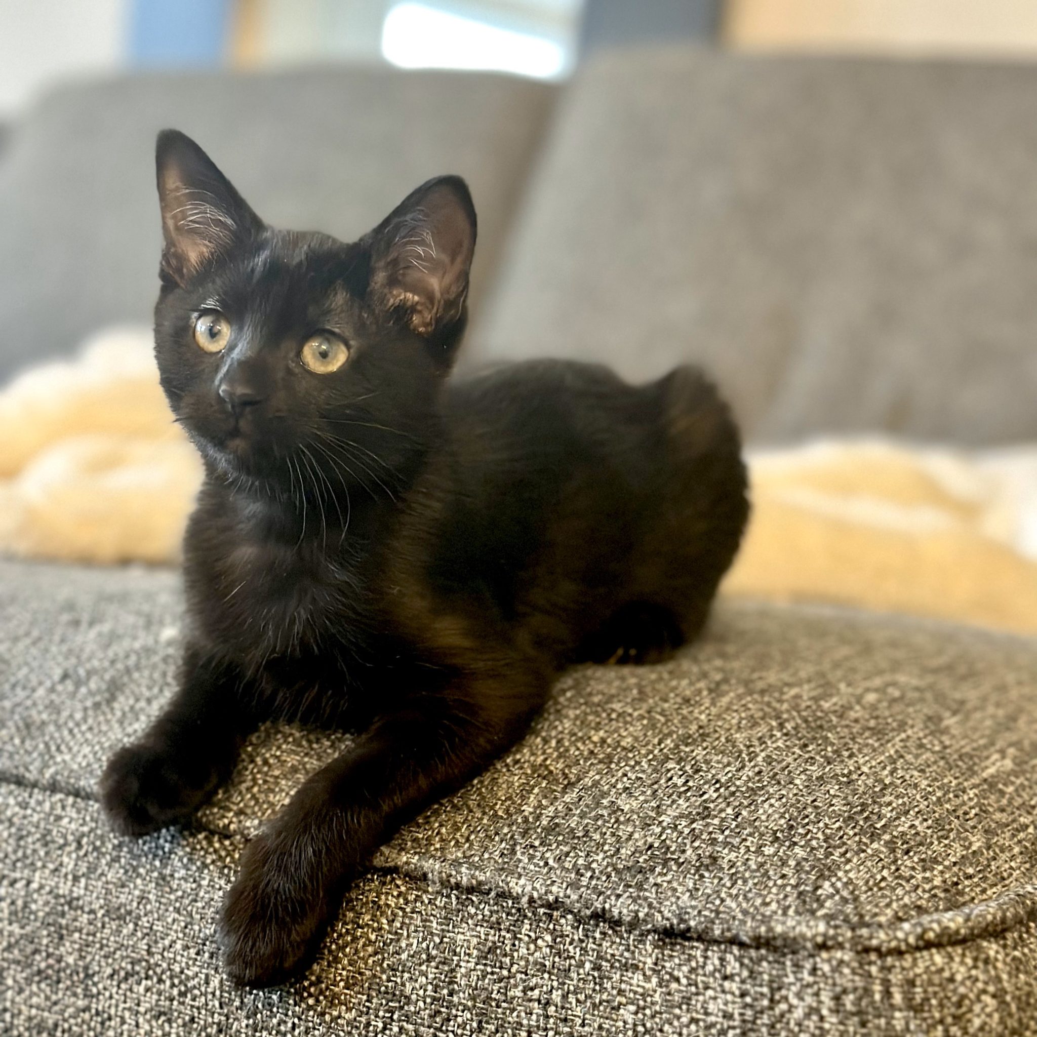 Adoption Pending – Cat Guardians