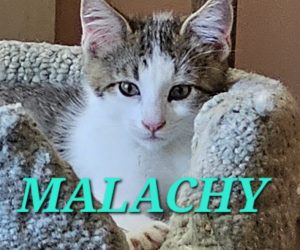 Malachy