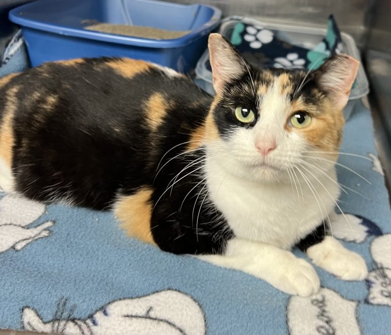 Magenta – Cat Guardians