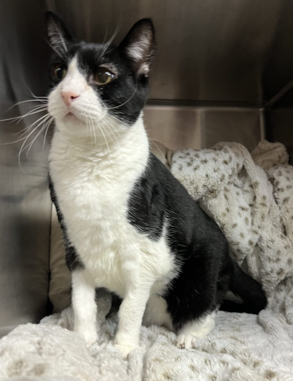 Lulu – Cat Guardians