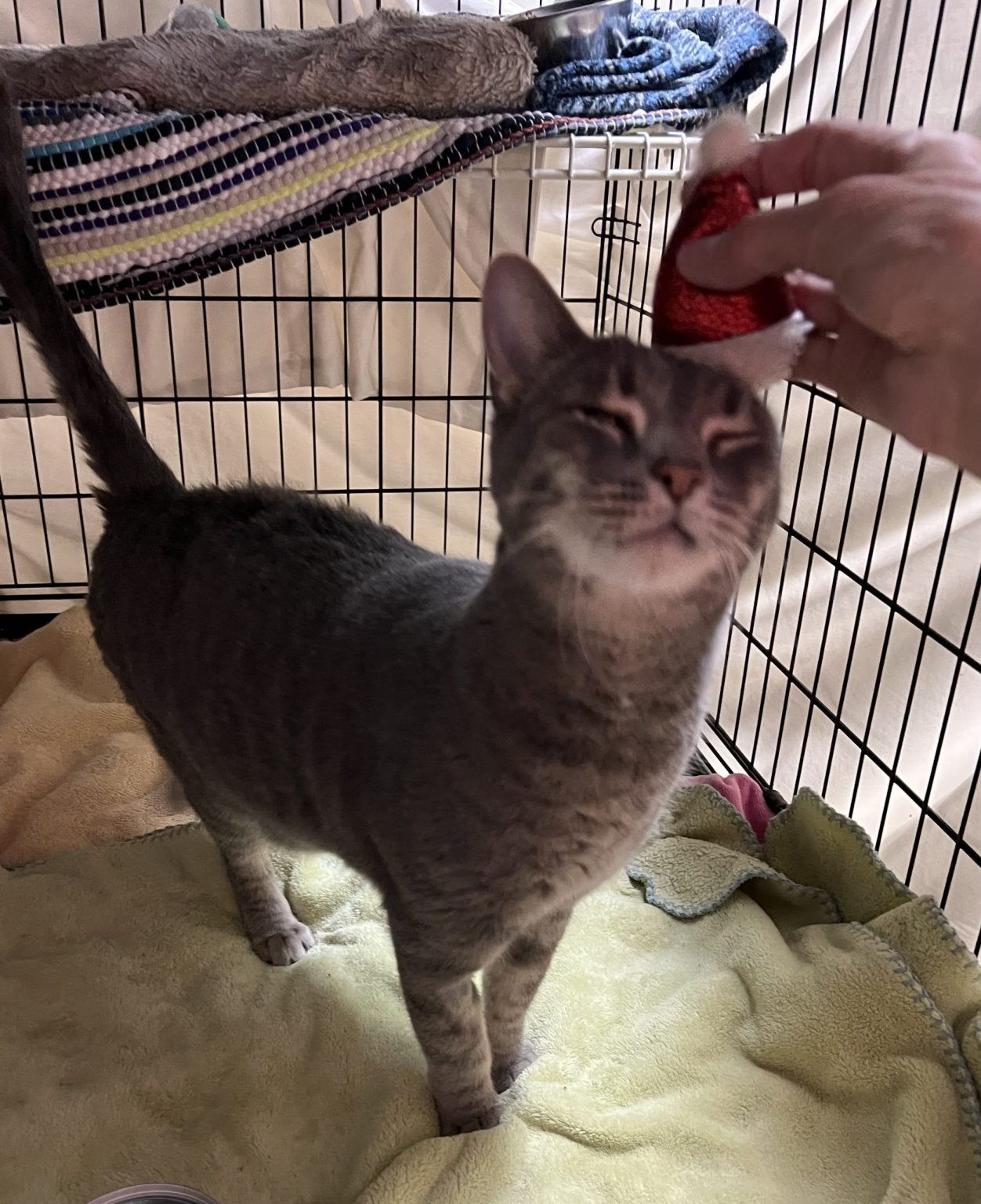 Louie – Cat Guardians