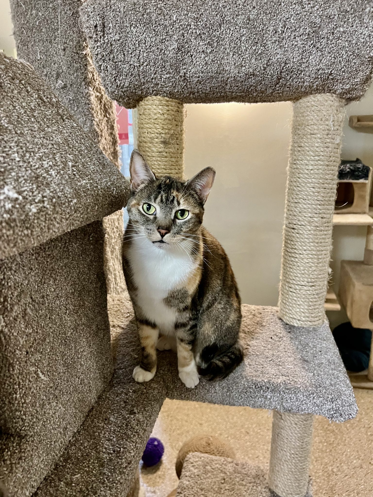 Adoptable – Cat Guardians