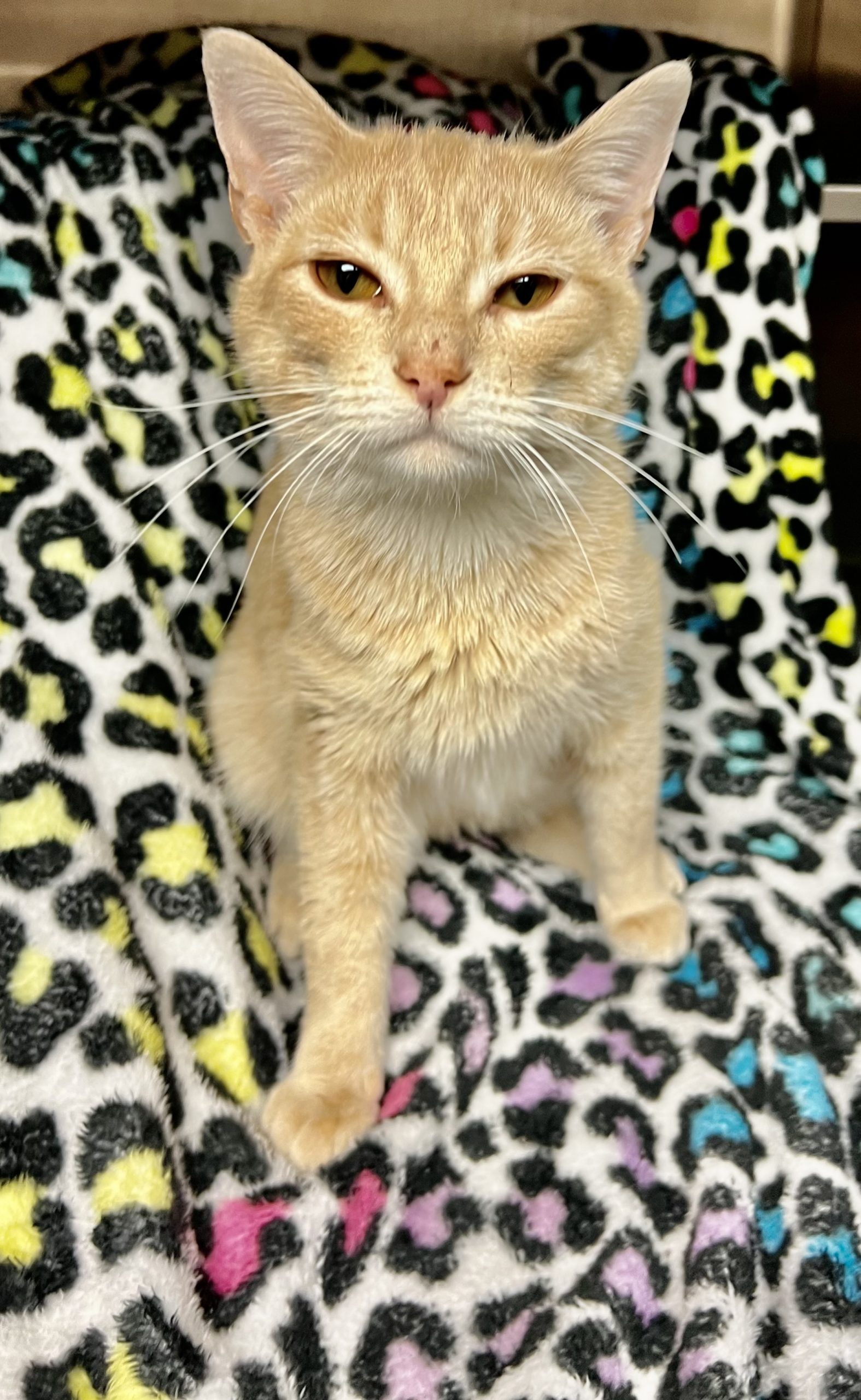 Kurt – Cat Guardians