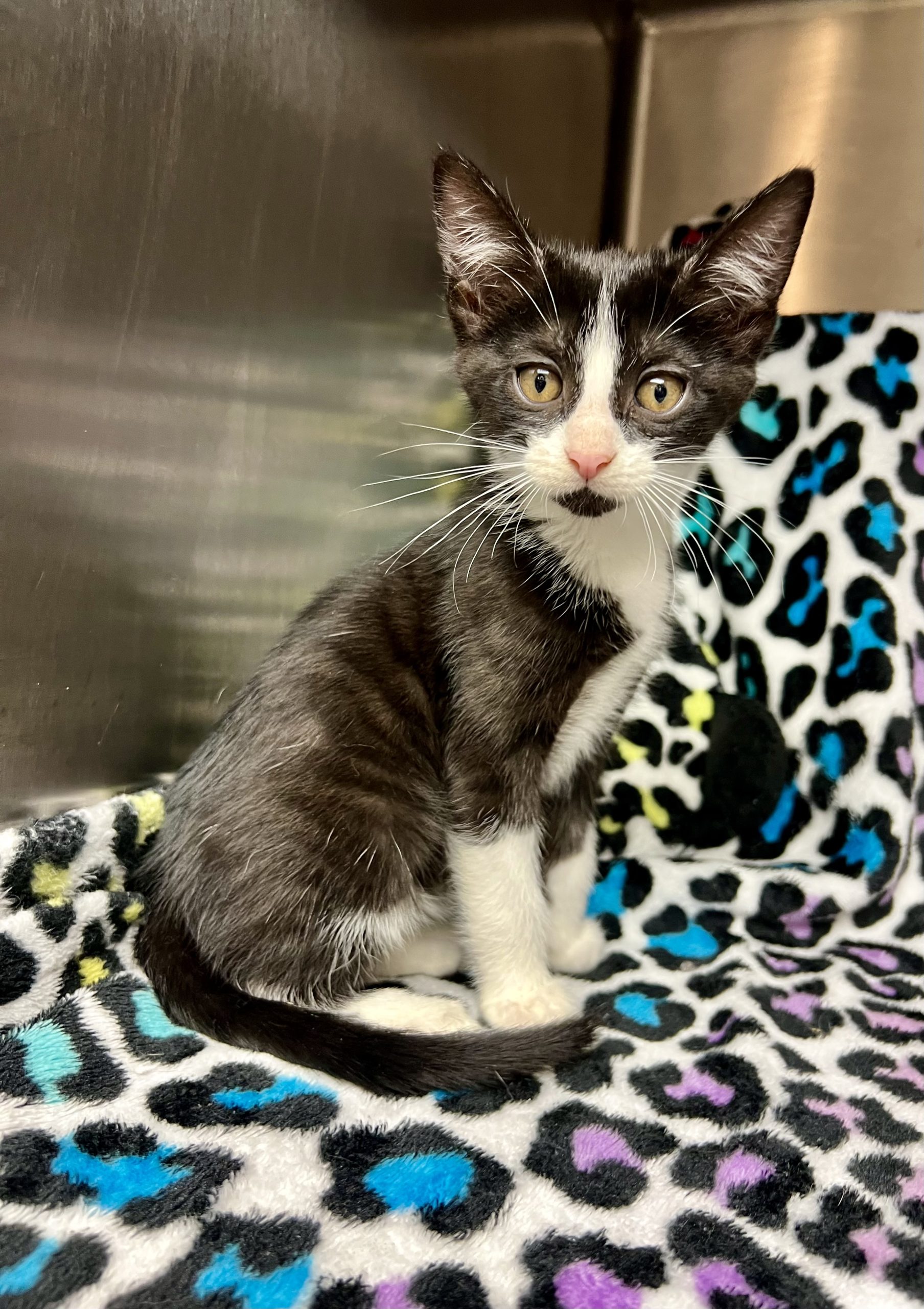 Adoptable – Cat Guardians