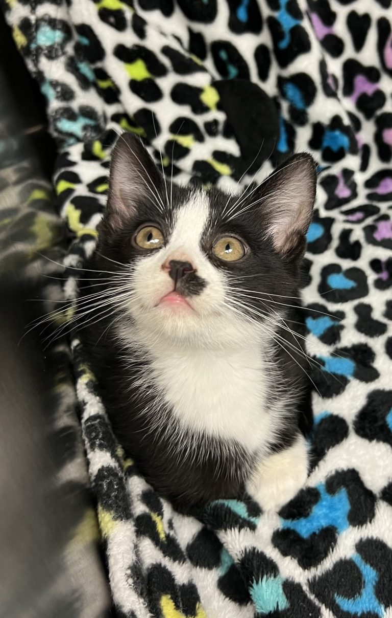 Adoptable – Cat Guardians