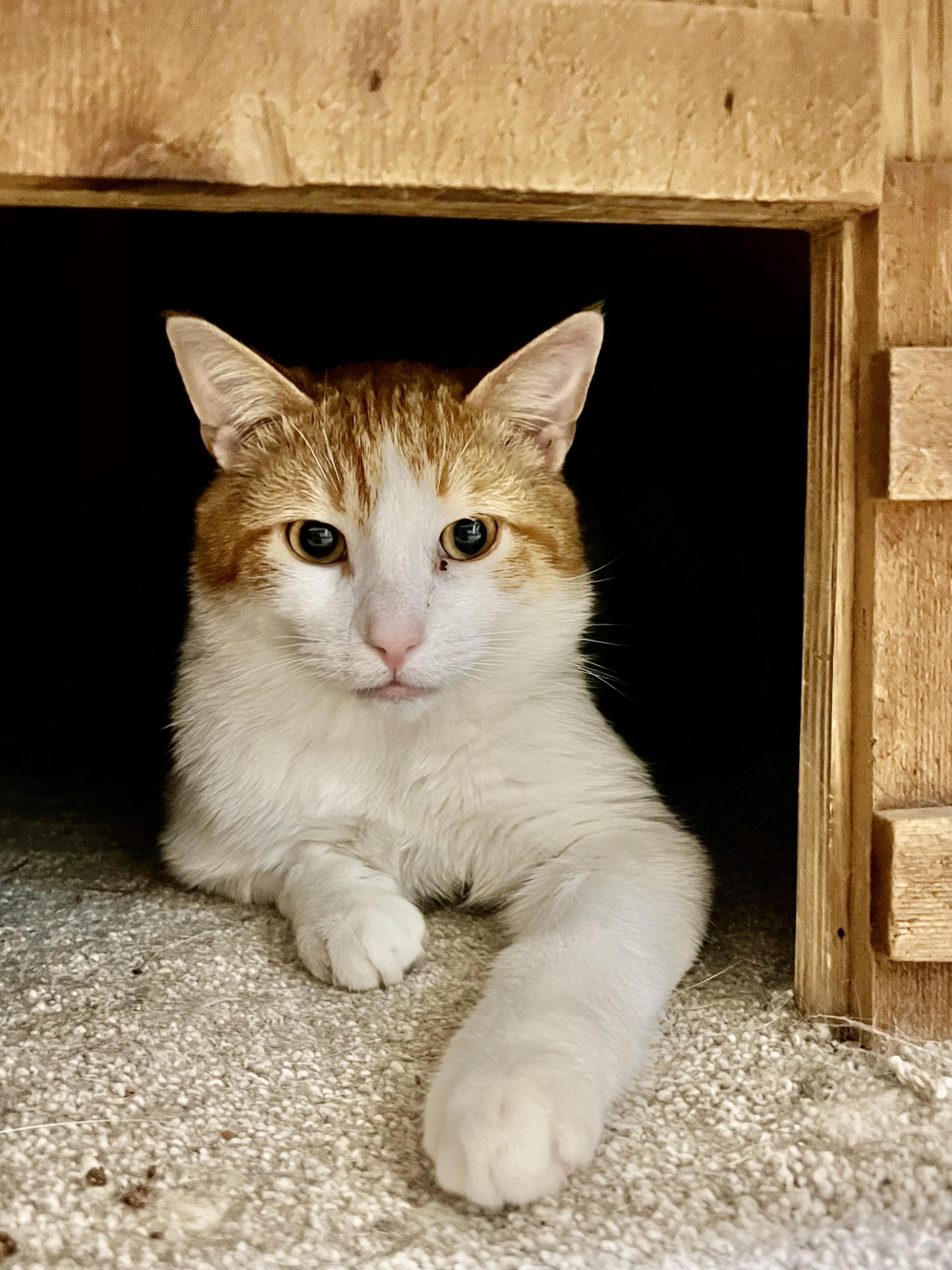 Adoptable – Cat Guardians