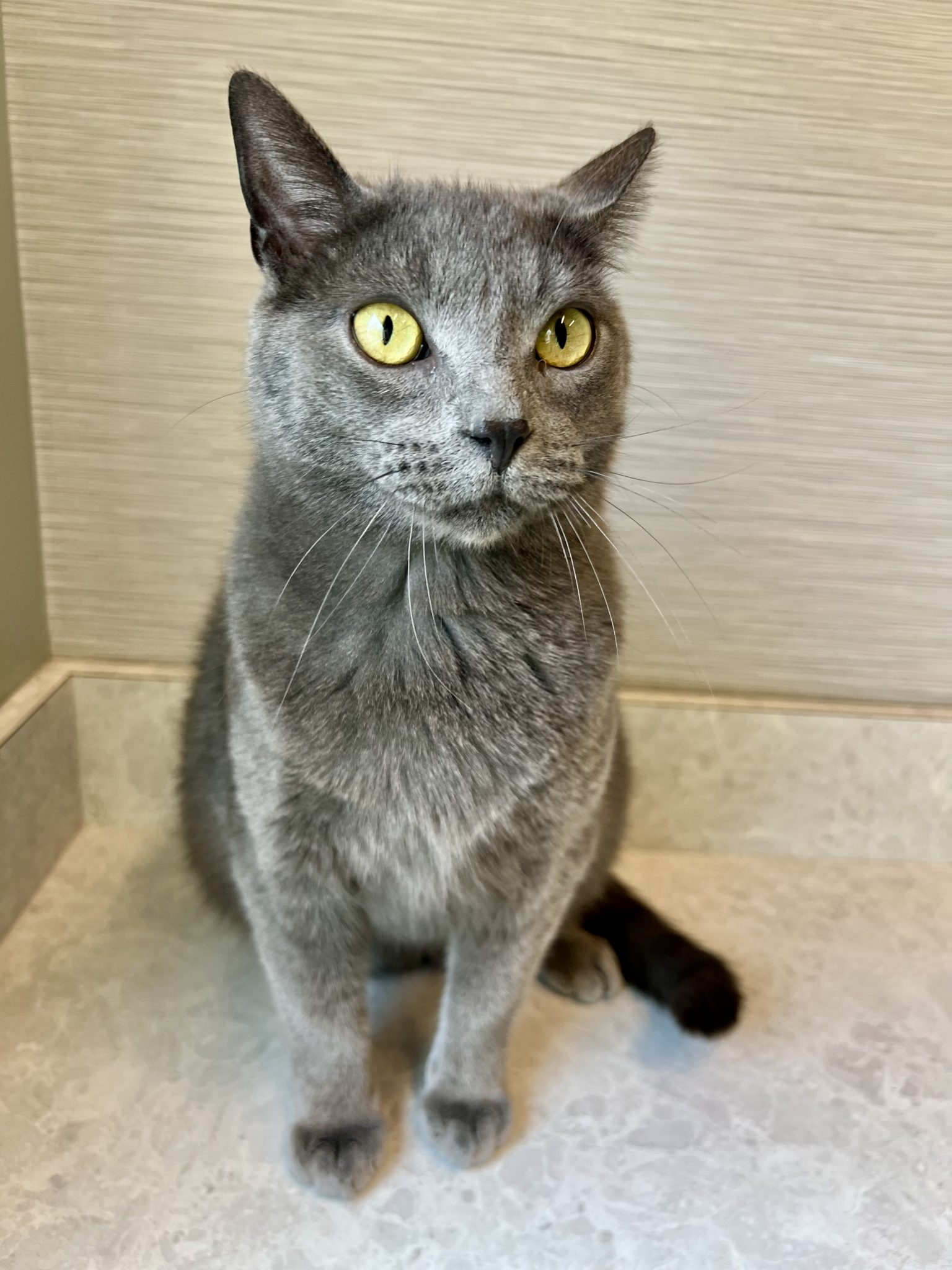 Adoptable – Cat Guardians