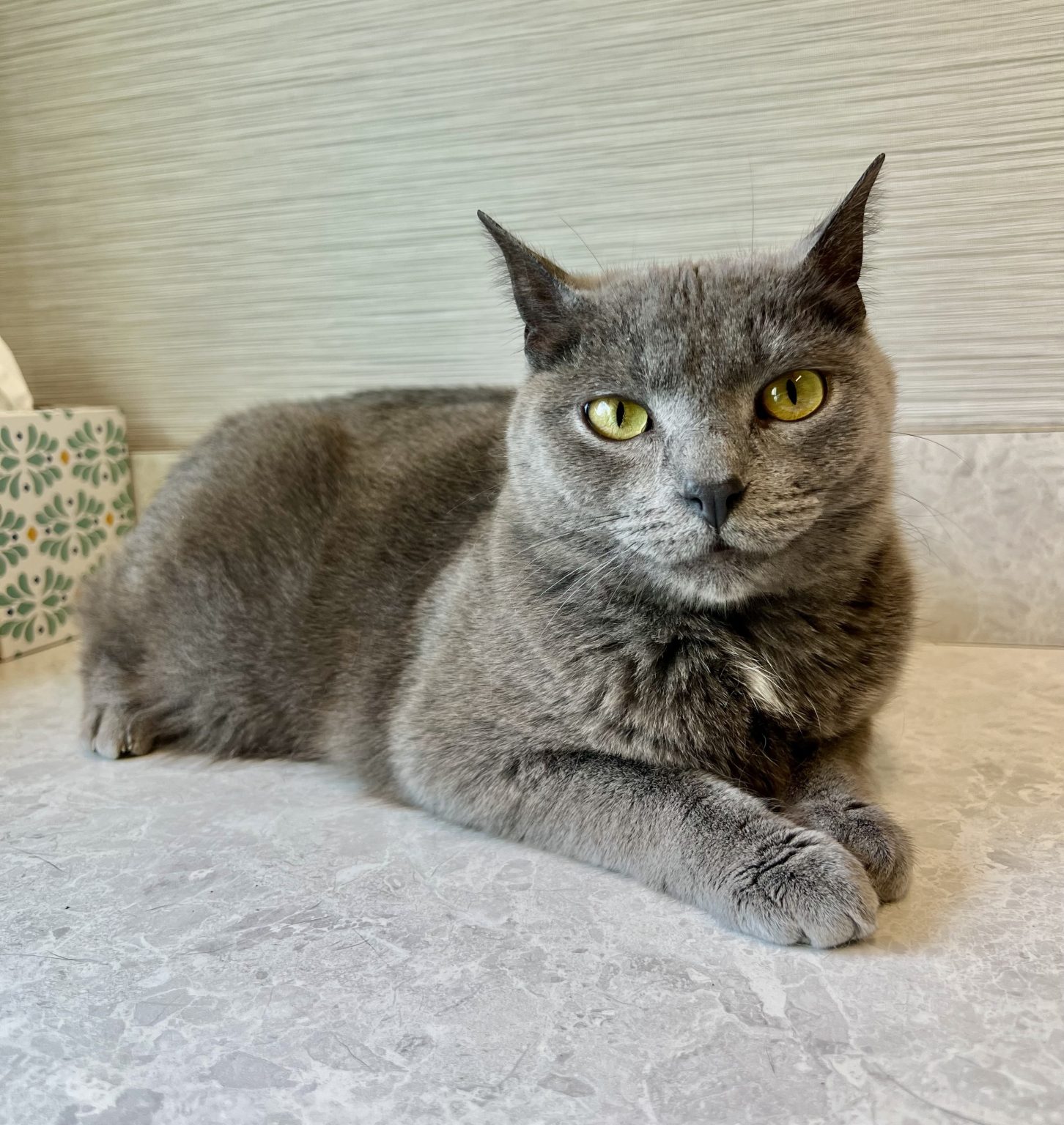 Adoptable – Cat Guardians