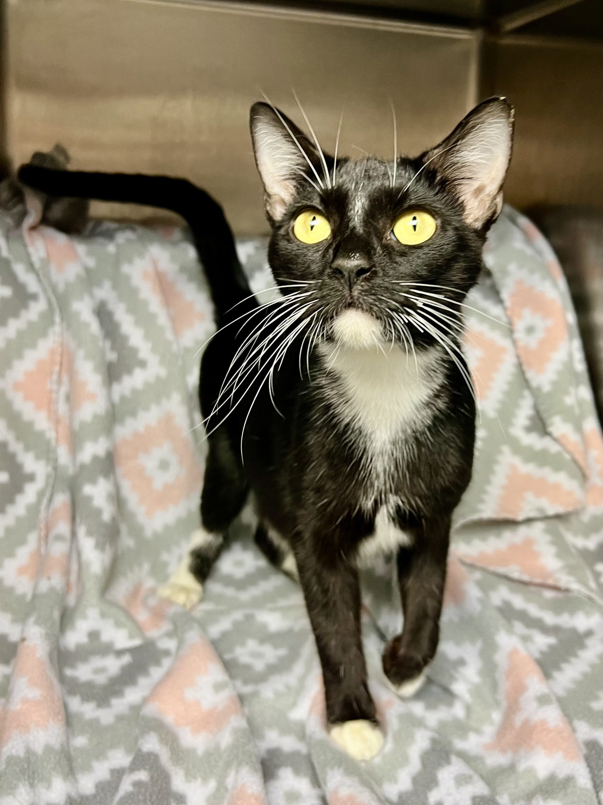 Adoptable – Cat Guardians