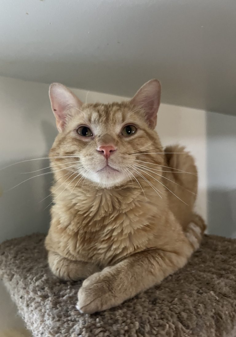Adoptable – Cat Guardians
