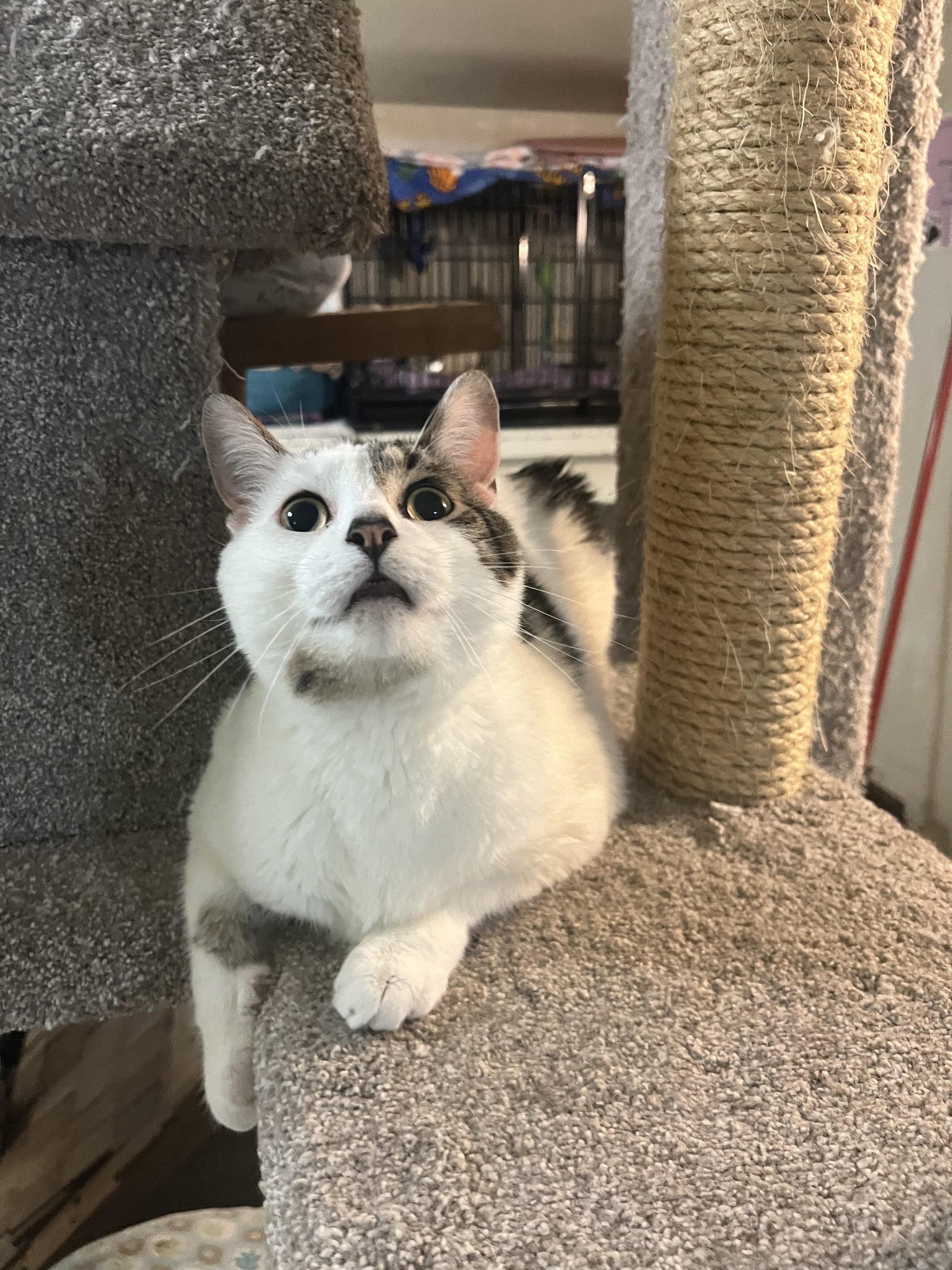 Adoptable – Cat Guardians