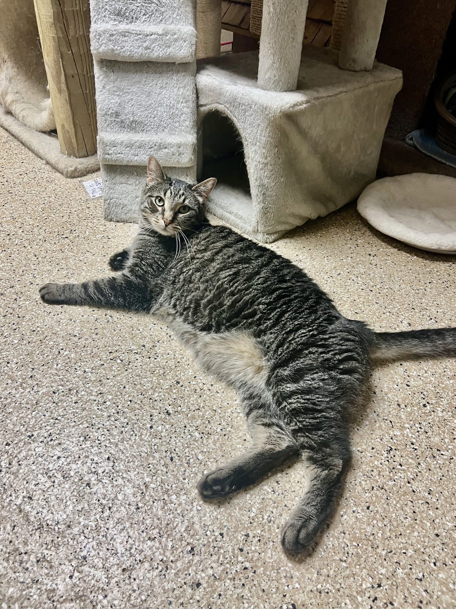 Hank – Cat Guardians