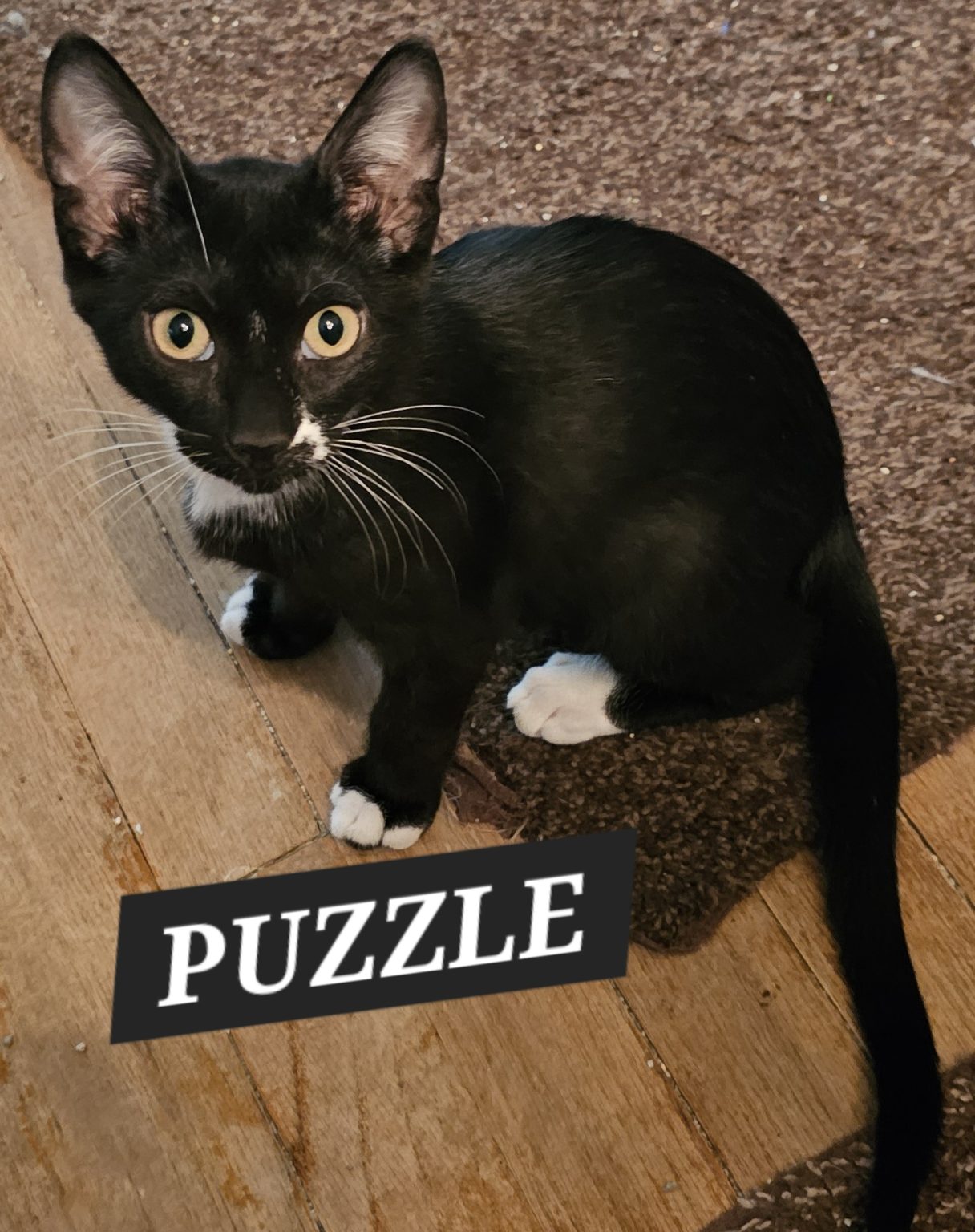 Adoptable – Cat Guardians