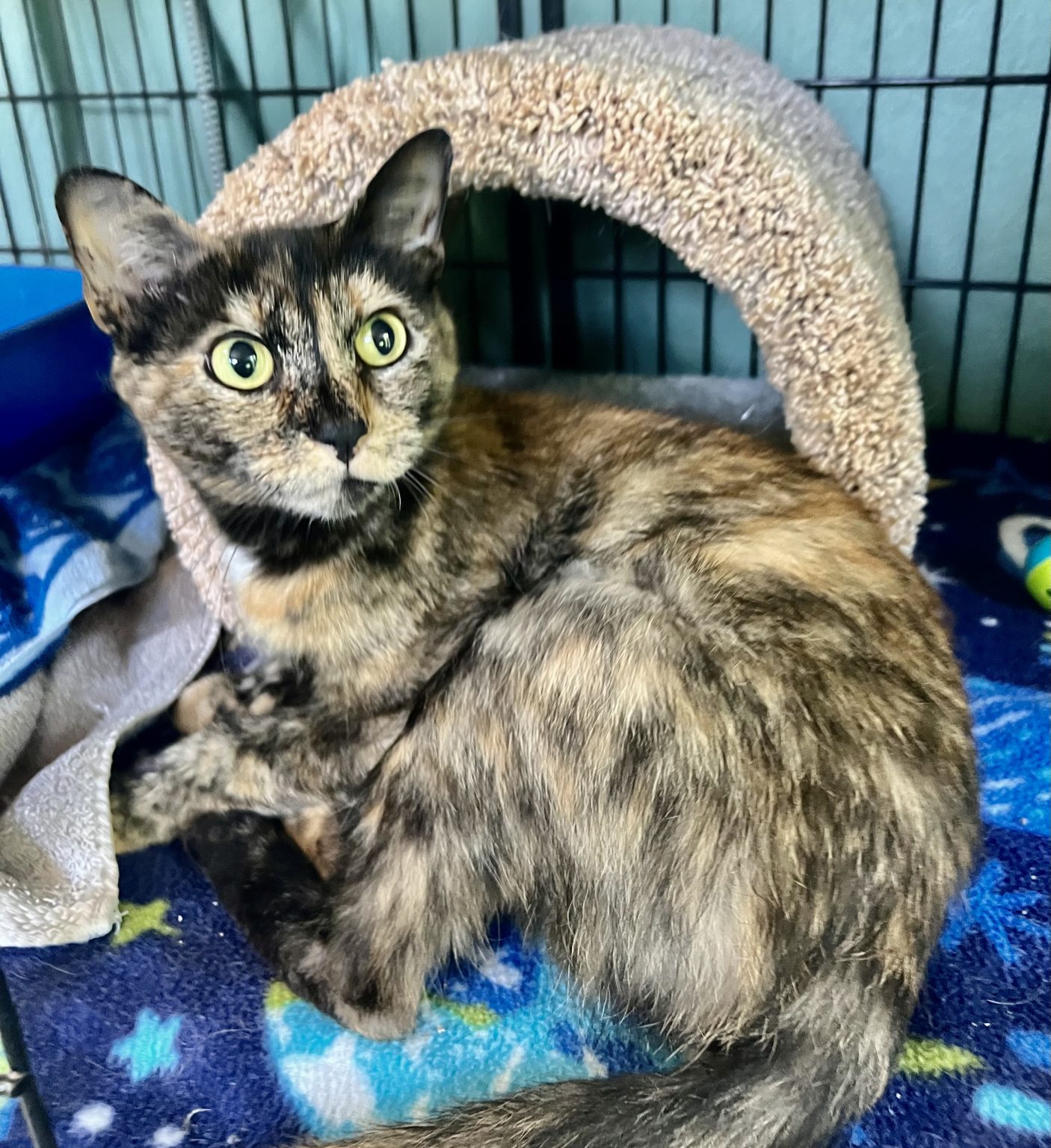 Adoptable – Cat Guardians