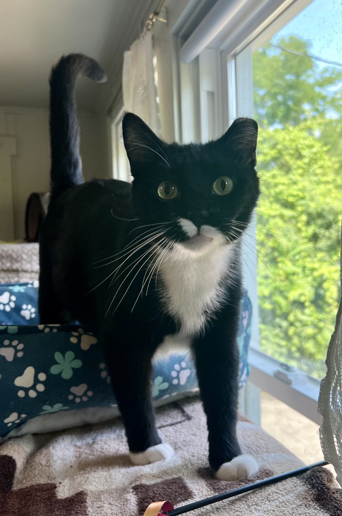 Adoptable – Cat Guardians
