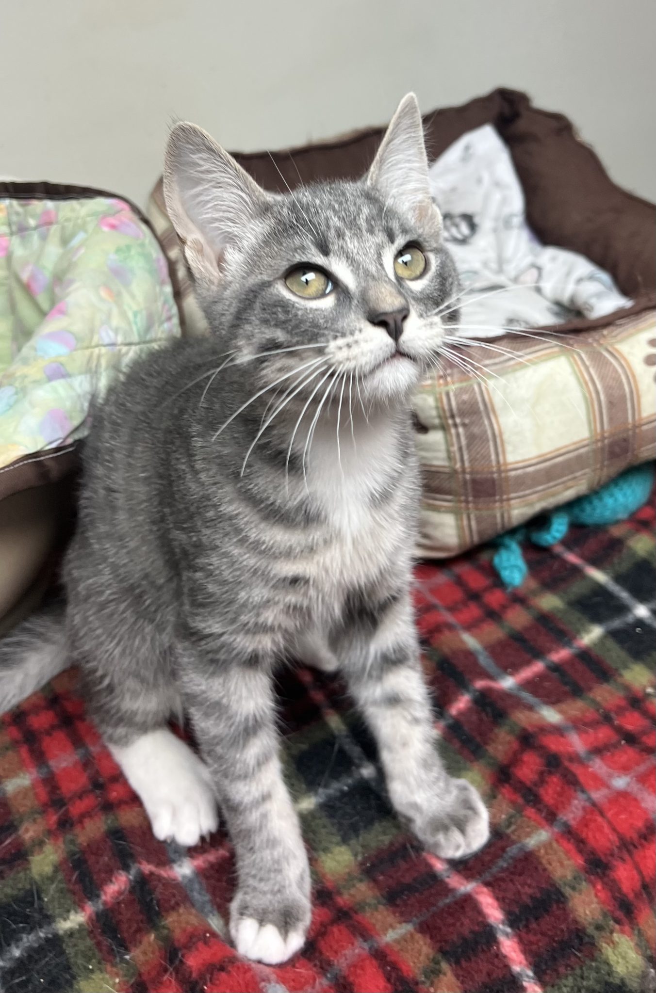 Twin Boy – Cat Guardians